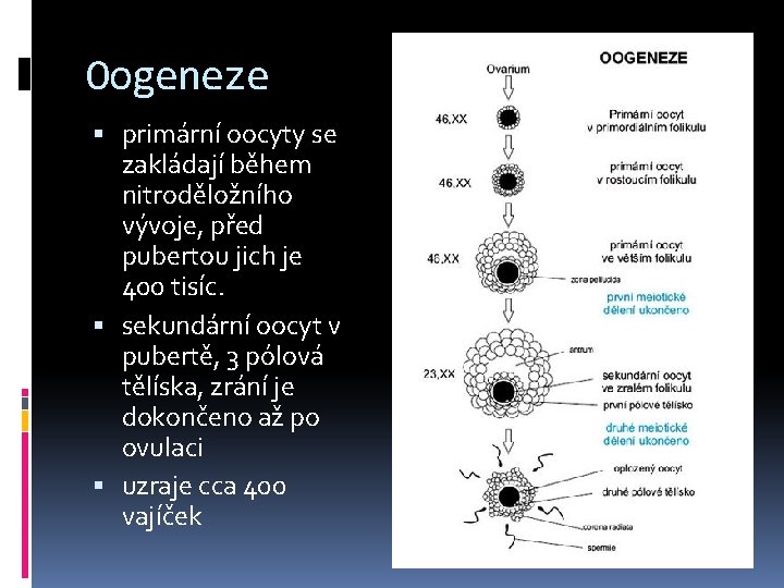 Nzev POHLAVN SOUSTAVA MENSTRUAN CYKLUS OOGENEZE A SPERMIOGENEZE