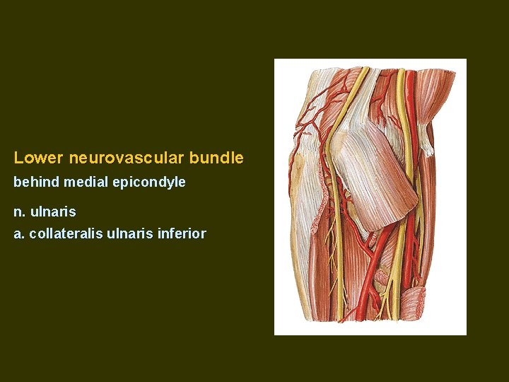 Upper Limb Topography Fossa axillaris n n n