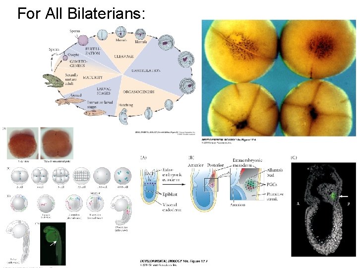 Gametogenesis and Fertilization Unit Cell biology perspective opportunity