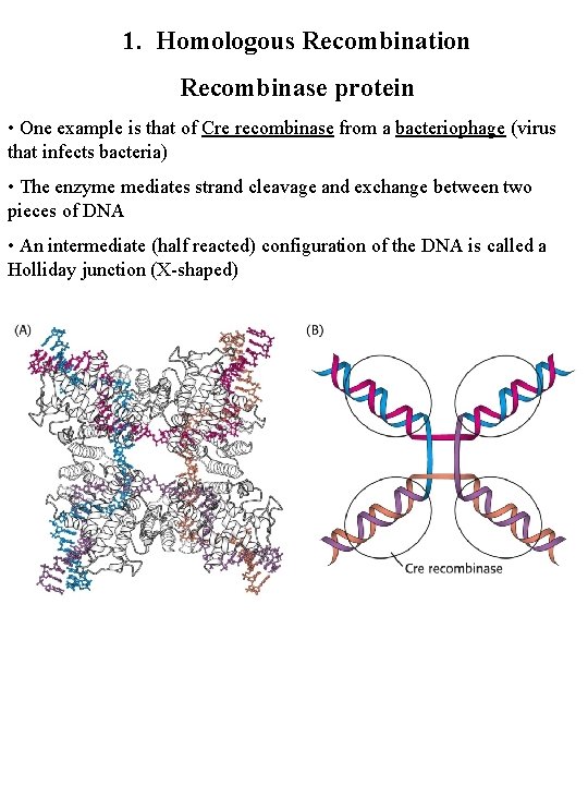 DNARNA Metabolism Blackburn Gait Ch 6 Recombination understand