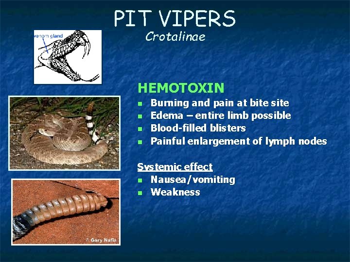 BITES AND STINGS VENOM Hemotoxin Neurotoxin Local Tissue