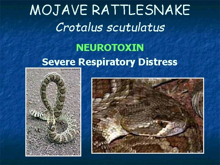 BITES AND STINGS VENOM Hemotoxin Neurotoxin Local Tissue