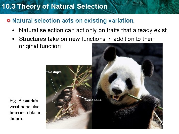 10 3 Theory of Natural Selection KEY CONCEPT