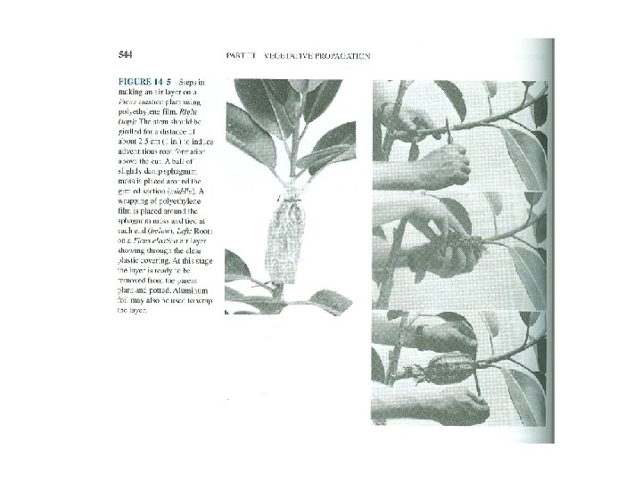 Layering Definition a propagation method by which stems