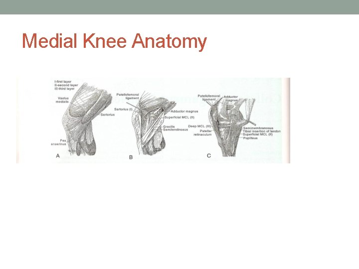 MCL INJURIES John Hardin MA ATC LAT CSCS