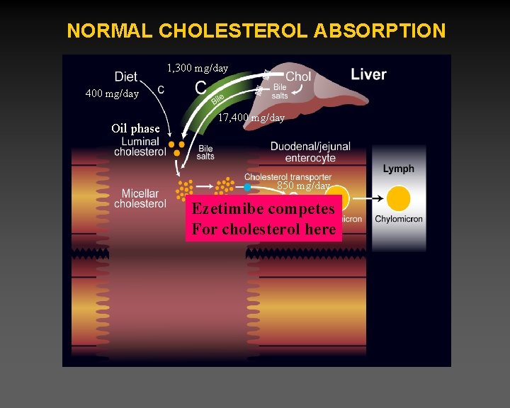 Basics of Lipid and Lipoprotein Metabolism John R