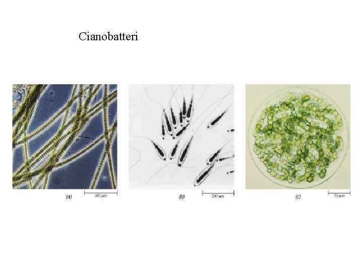 Esercitazioni Laboratorio Microscopia PP 1 Luned 26 marzo