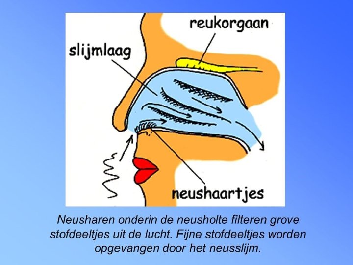 Bovenste luchtwegen en ademhaling Leerdoelen Wat wordt onder