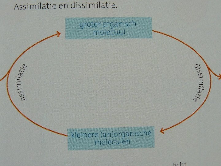 THEMA STOFWISSELING of metabolisme Cellen nemen op Voedingsstoffen
