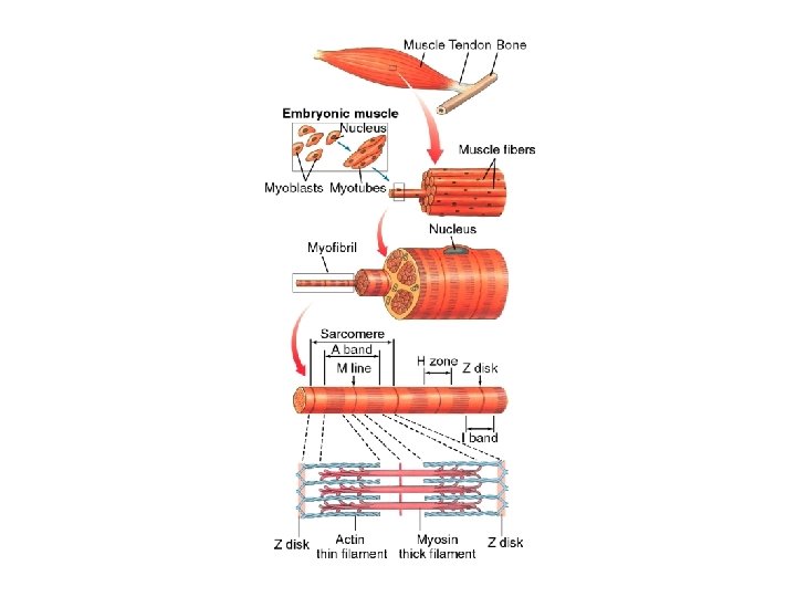 Use of skeletal muscles and transfer of energy