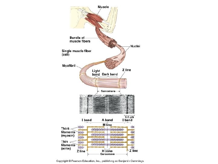 Use of skeletal muscles and transfer of energy