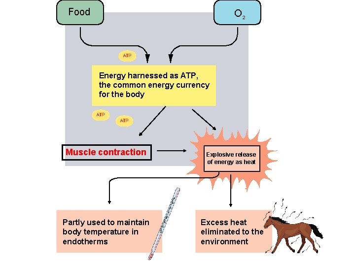 Use of skeletal muscles and transfer of energy