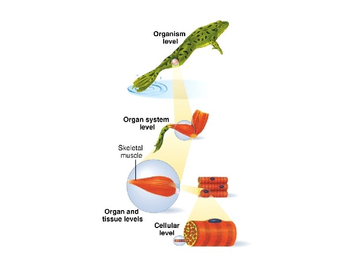 Use of skeletal muscles and transfer of energy