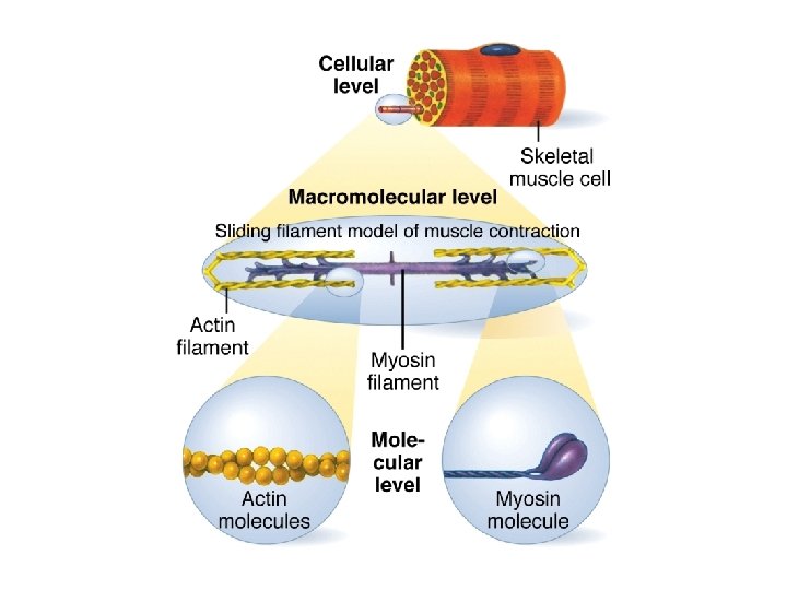 Use of skeletal muscles and transfer of energy