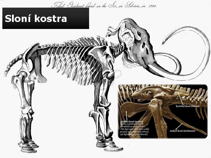 Sloni Zaazen Slon africk Druhy Slon pralesn Slon