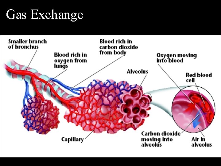Unit 2 Notes Circulatory System Respiratory System and