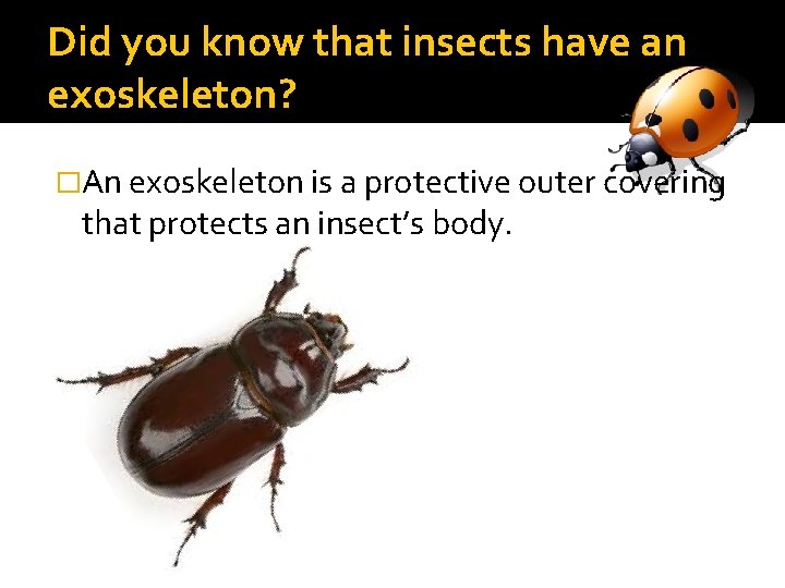Insect Lesson Photos Resources Extension Activities Lets Get
