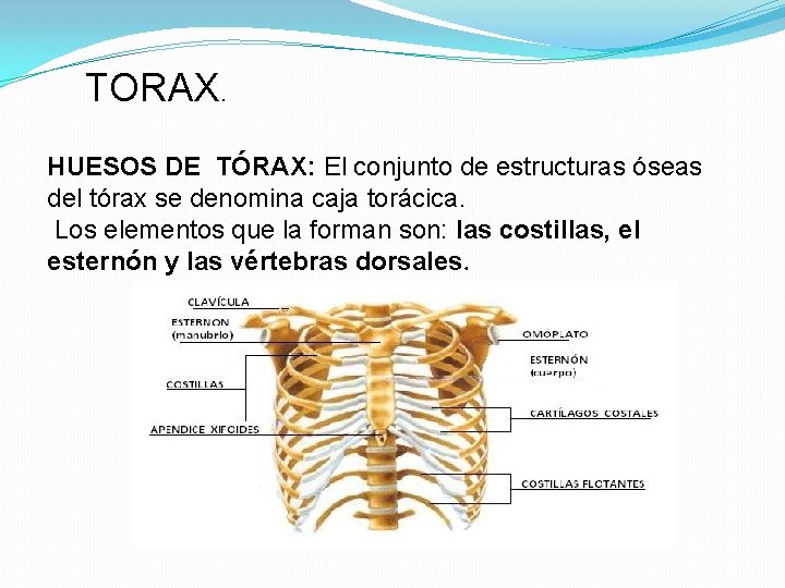 SISTEMA OSEO Los seres humanos son vertebrados y