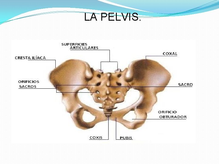 SISTEMA OSEO Los seres humanos son vertebrados y