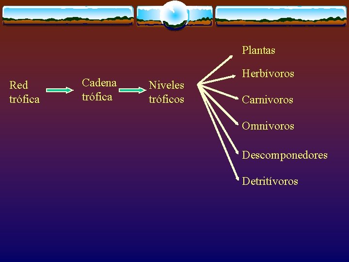 ECOSISTEMA COMUNIDAD METAPOBLACION INDIVIDUO POBLACION FLUJO GENETICO ...