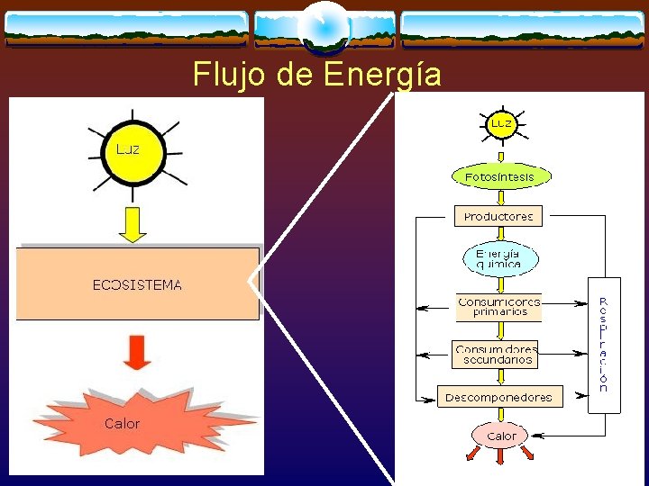 ECOSISTEMA COMUNIDAD METAPOBLACION INDIVIDUO POBLACION FLUJO GENETICO ...