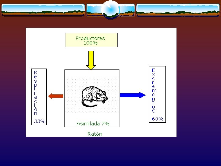 ECOSISTEMA COMUNIDAD METAPOBLACION INDIVIDUO POBLACION FLUJO GENETICO ...