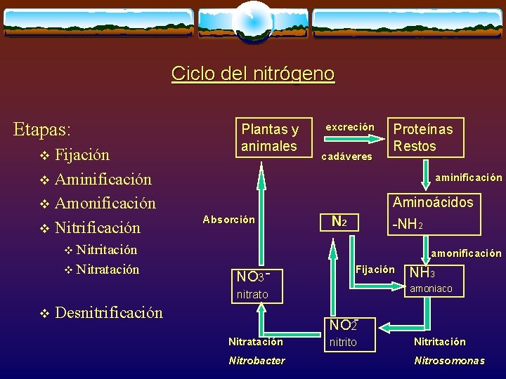 ECOSISTEMA COMUNIDAD METAPOBLACION INDIVIDUO POBLACION FLUJO GENETICO ...