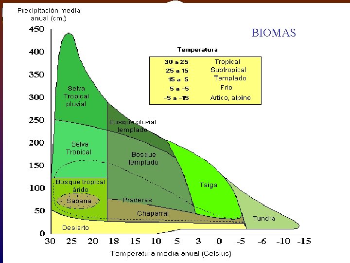 ECOSISTEMA COMUNIDAD METAPOBLACION INDIVIDUO POBLACION FLUJO GENETICO ...