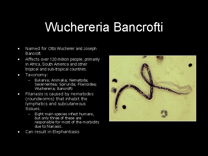 Wuchereria Bancrofti Peter Bertrn Wuchereria Bancrofti Named for