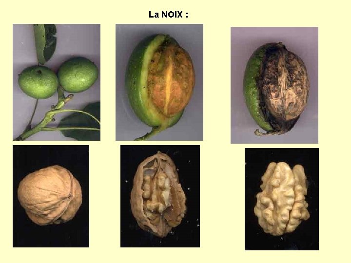 LES FRUITS SECS INDEHISCENTS Les aknes Le type