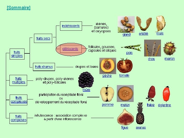 LES FRUITS SECS INDEHISCENTS Les aknes Le type