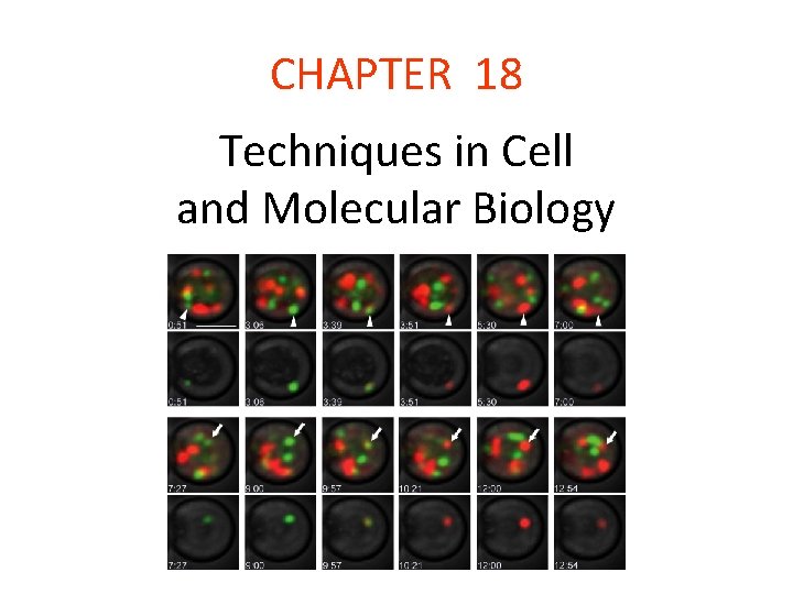 CHAPTER 18 Techniques in Cell and Molecular Biology