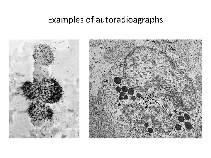 CHAPTER 18 Techniques in Cell and Molecular Biology