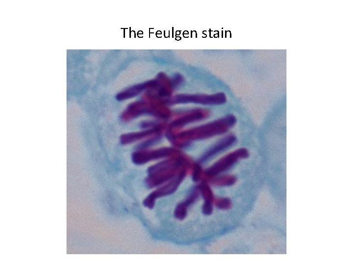 CHAPTER 18 Techniques in Cell and Molecular Biology