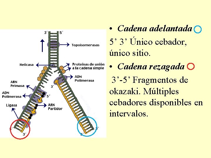 CELULAS Y GENOMAS Las funciones de la clula
