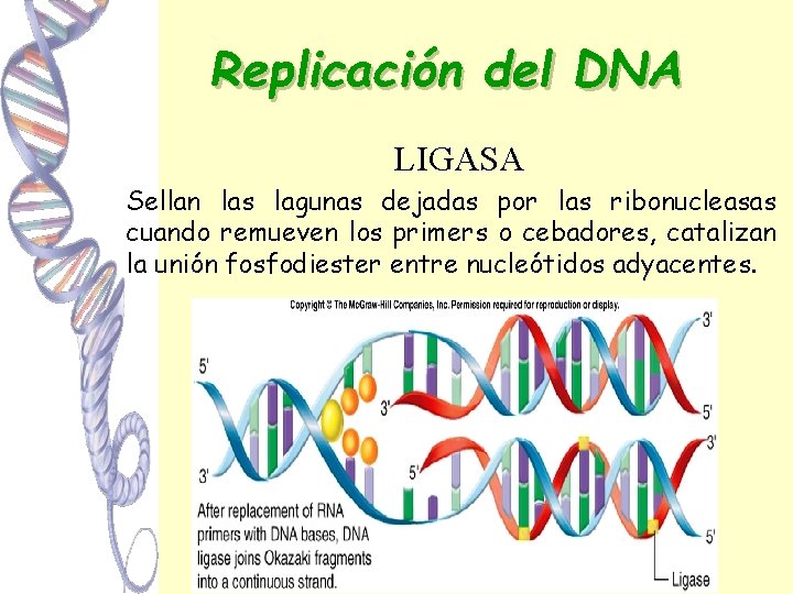 CELULAS Y GENOMAS Las funciones de la clula