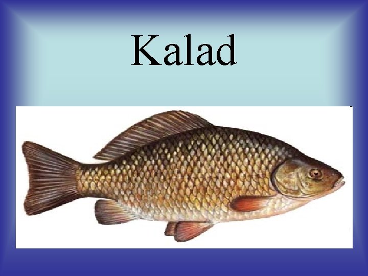 Kalad Kalad Kalad on selgroogsete loomade kige levinum