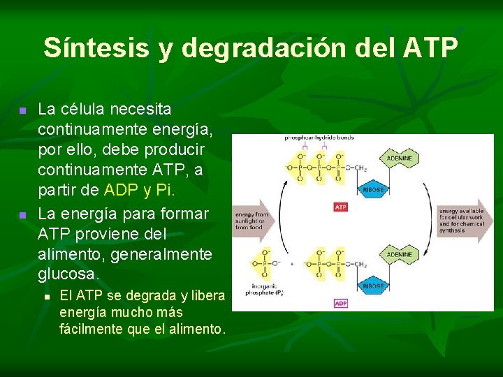 EL CONTROL DE LAS ACTIVIDADES CELULARES LAS REACCIONES