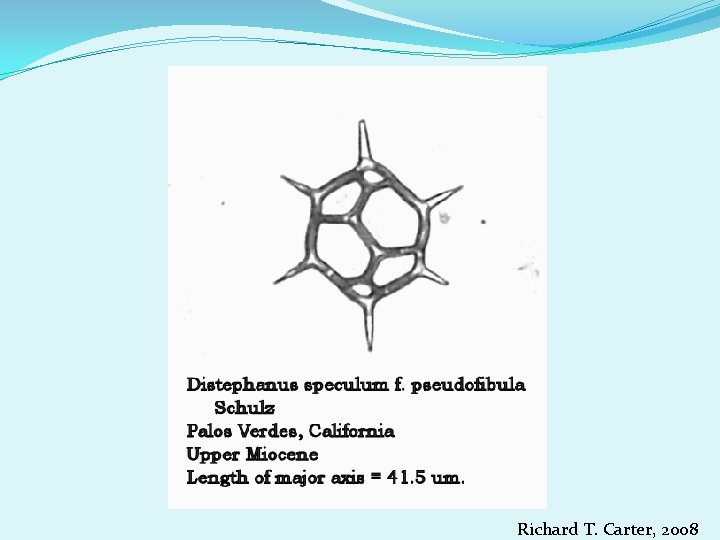 The silicoflagellate genus Distephanus Distephanopsis Robert Baldwin ...