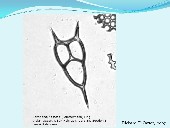The silicoflagellate genus Distephanus Distephanopsis Robert Baldwin ...