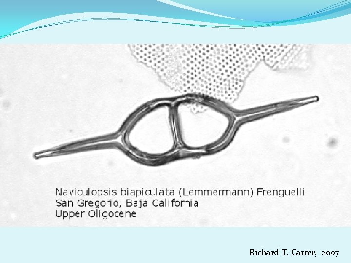 The silicoflagellate genus Distephanus Distephanopsis Robert Baldwin ...