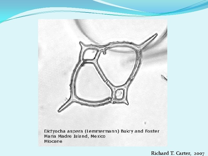 The silicoflagellate genus Distephanus Distephanopsis Robert Baldwin ...