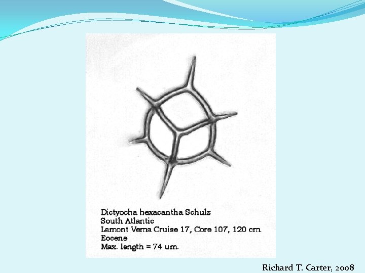 The silicoflagellate genus Distephanus Distephanopsis Robert Baldwin ...
