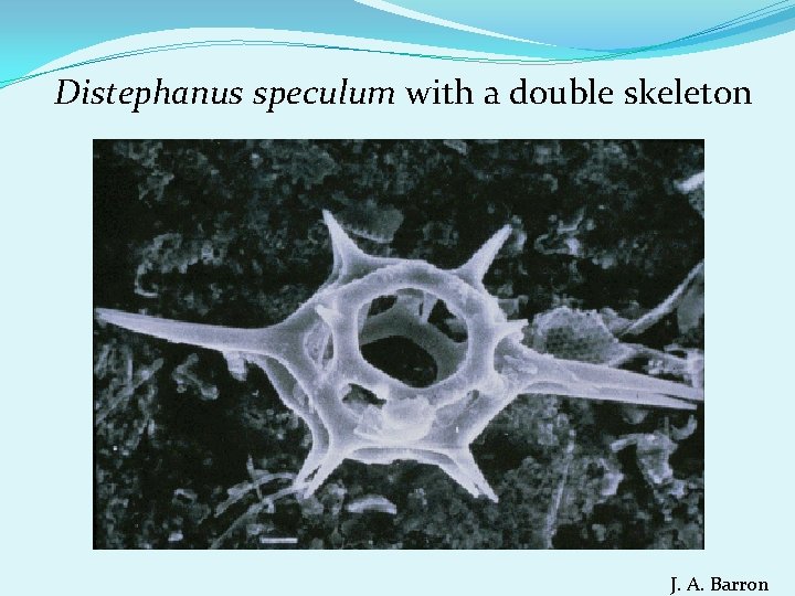 The silicoflagellate genus Distephanus Distephanopsis Robert Baldwin ...