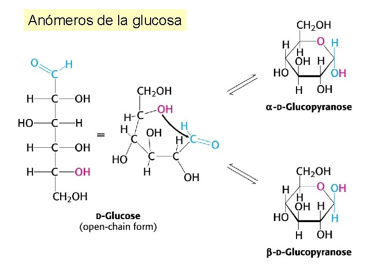 Azcares simples y polisacridos NOMENCLATURA Azcares sabor dulce