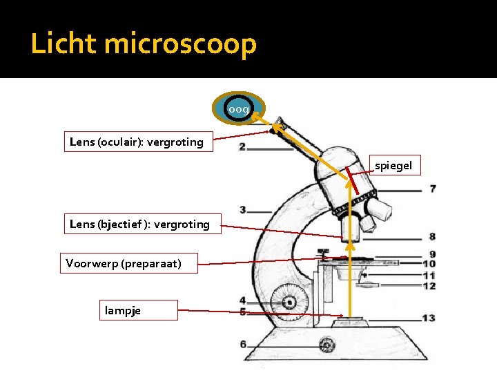 Thema 3 Organen en cellen Bs 23 Microscoop