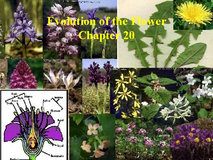 Evolution of the Flower Chapter 20 Two classes