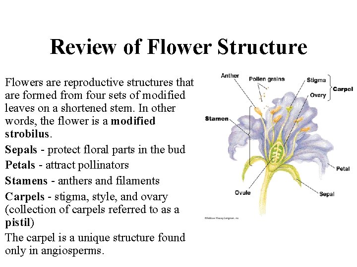 Evolution of the Flower Chapter 20 Two classes