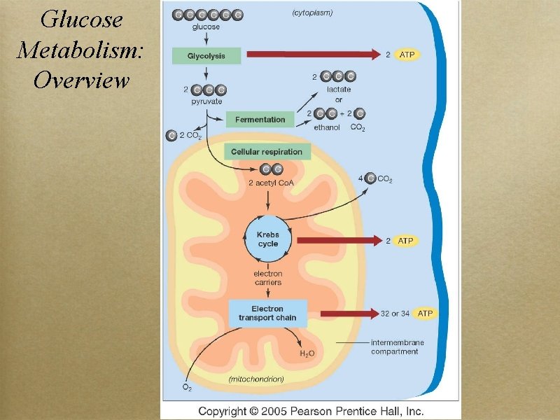 Cell Energetics 2 Glycolysis Overview of metabolism Usable