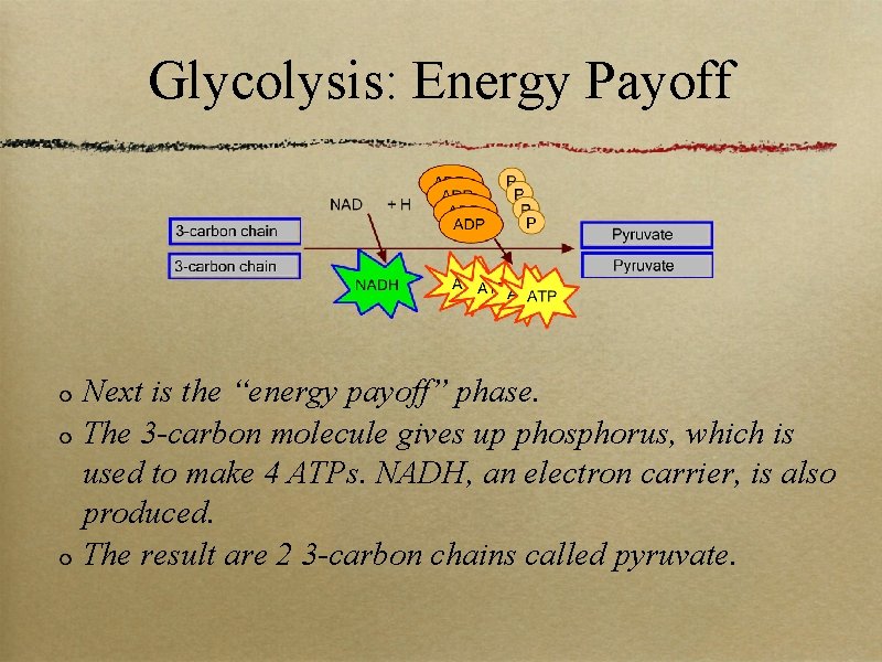 Cell Energetics 2 Glycolysis Overview of metabolism Usable